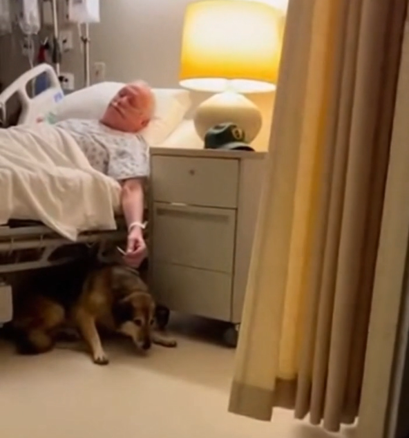 They Found a Dog Sleeping Under a Hospital Bed Every Night — And the ...