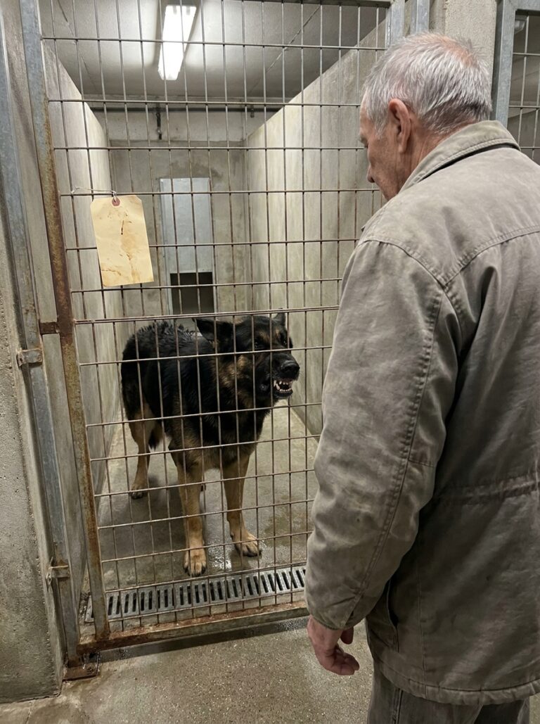 Part 2: A German Shepherd Was Hours From Being Put Down for Biting Four ...
