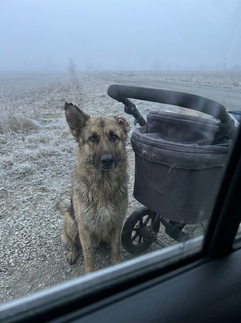Part 2: A Stray Dog Was Found Sitting Guard Beside an Abandoned Baby ...